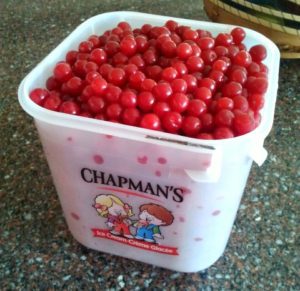 How to Make Nanking Cherry Jelly - Dish 'n' the Kitchen