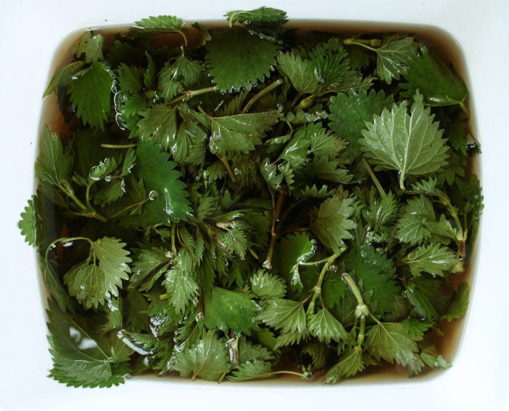 Homemade Tortellini with Foraged Filling - Dish 'n' the Kitchen